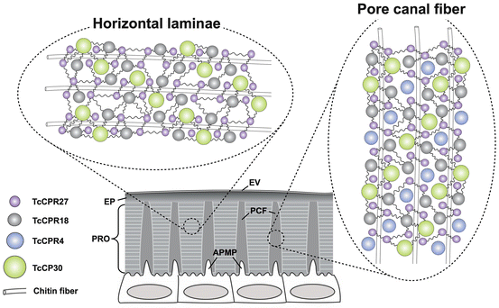 Tyrosine Metabolism for Insect Cuticle Pigmentation and Sclerotization ...