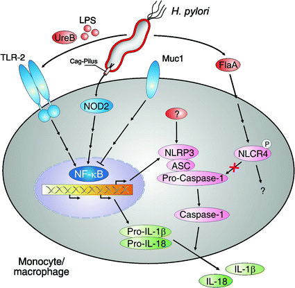 Inflammasome Activation by Helicobacter pylori and Its Implications for ...