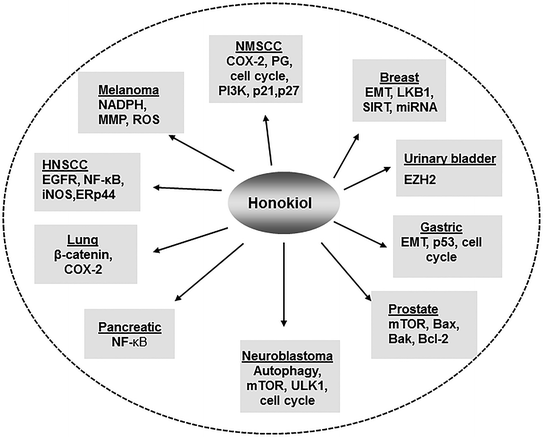 Honokiol, an Active Compound of Magnolia Plant, Inhibits Growth, and ...