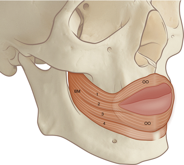 Vestibule and Cheeks | SpringerLink