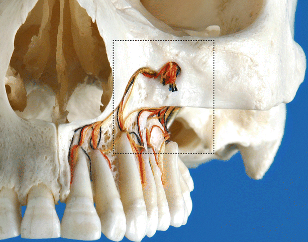 Infraorbital Region | SpringerLink