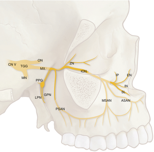 Infraorbital Region | SpringerLink