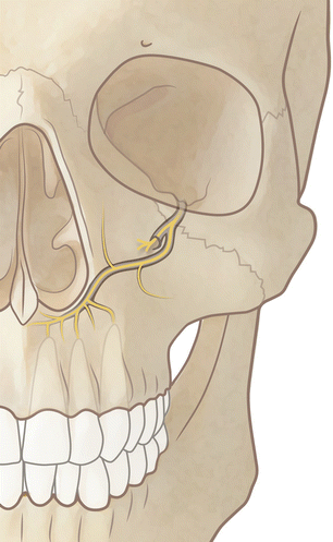 Infraorbital Region | SpringerLink