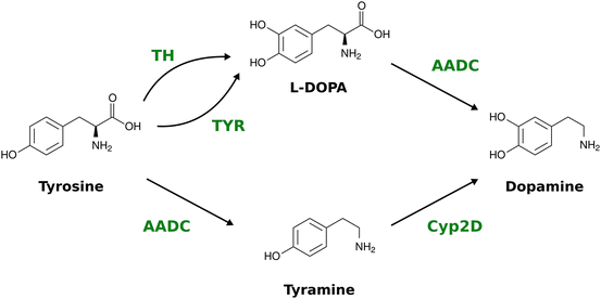 Dopamine Metabolism and Reactive Oxygen Species Production | SpringerLink