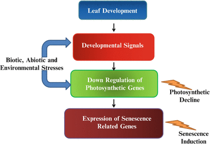 Leaf Senescence in Plants: Nutrient Remobilization and Gene Regulation ...