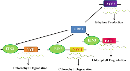 Leaf Senescence in Plants: Nutrient Remobilization and Gene Regulation ...