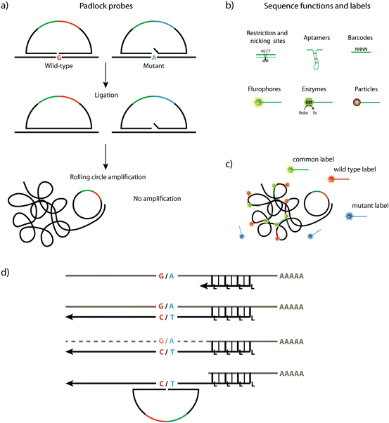Rolling Circle Amplification with Padlock Probes for In Situ Detection ...