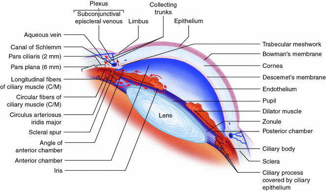 The Eyeball: Some Basic Concepts | SpringerLink