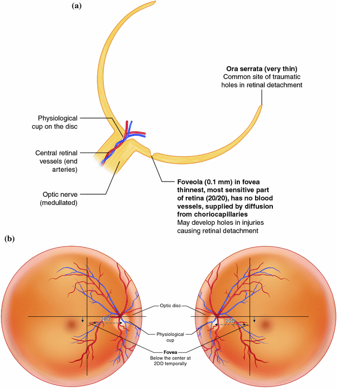 The Eyeball: Some Basic Concepts | SpringerLink