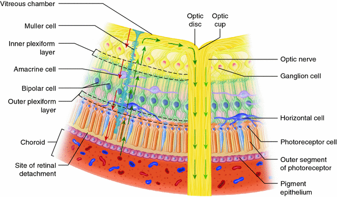 The Eyeball: Some Basic Concepts | SpringerLink