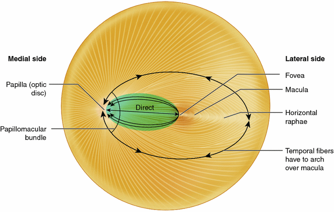 The Eyeball: Some Basic Concepts | SpringerLink