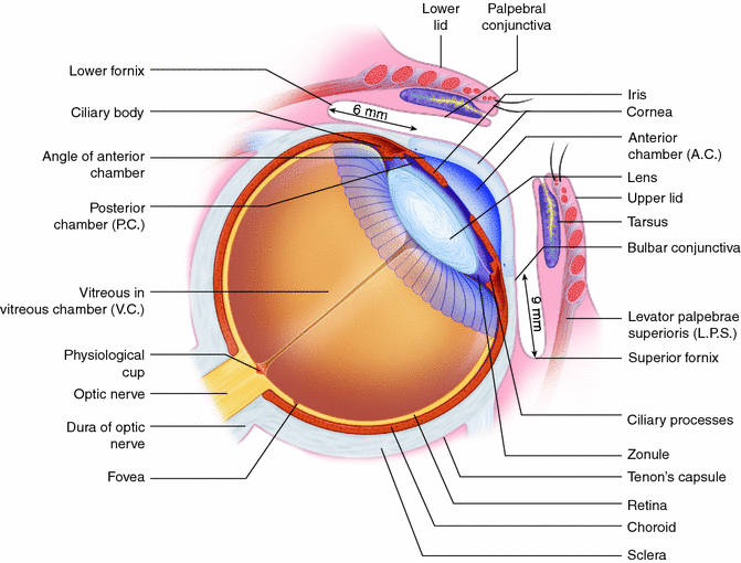 The Eyeball: Some Basic Concepts | SpringerLink