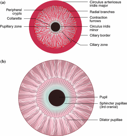 The Eyeball: Some Basic Concepts | SpringerLink