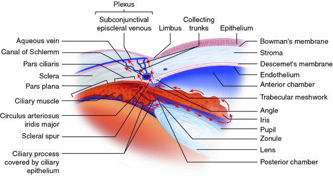 The Eyeball: Some Basic Concepts | SpringerLink