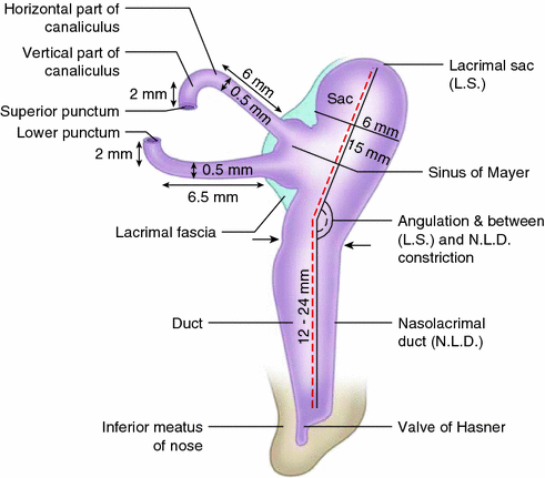 The Lacrimal Apparatus | SpringerLink