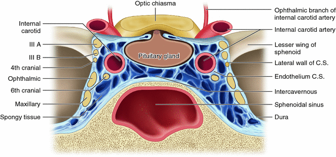 Neuro-ophthalmology: Neuromuscular Control of the Eyeball | SpringerLink