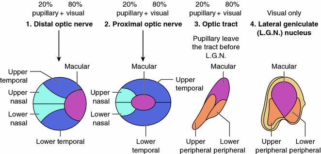 Neuro-ophthalmology: Neuromuscular Control of the Eyeball | SpringerLink