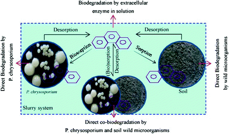 Application of Biosorption and Biodegradation Functions of Fungi in ...