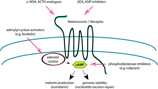 Melanocortin 1 Receptor Mc1r As A Global Regulator Of Cutaneous Uv