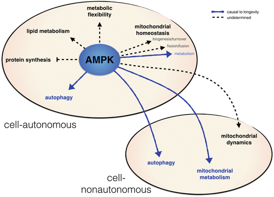 AMPK as a Pro-longevity Target | SpringerLink