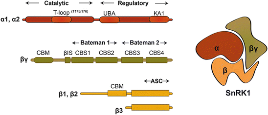 Plant SnRK1 Kinases: Structure, Regulation, and Function | SpringerLink
