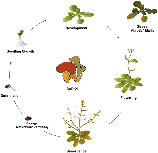 Plant SnRK1 Kinases: Structure, Regulation, and Function | SpringerLink
