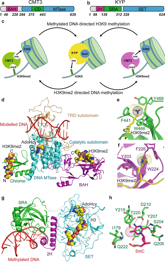 Structure and Mechanism of Plant DNA Methyltransferases | SpringerLink