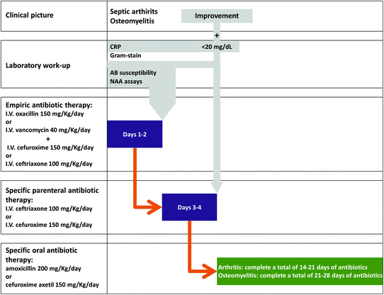 Kingella kingae Treatment and Antibiotic Prophylaxis | SpringerLink