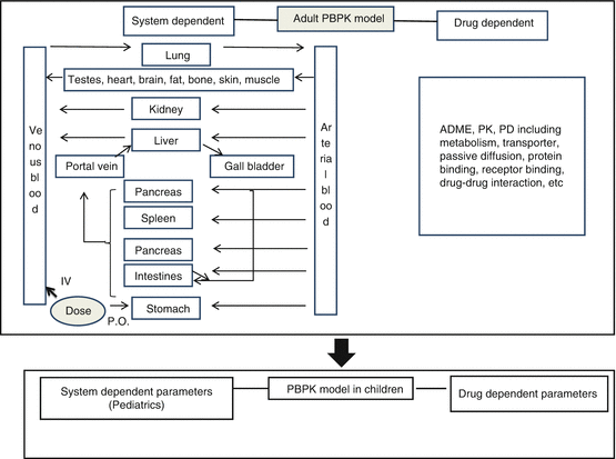 Applications of Physiologically Based Pharmacokinetic (PBPK) Models for ...