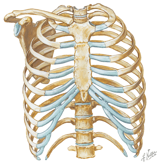 Pectus Excavatum | SpringerLink