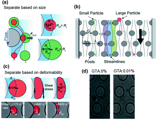 Microfluidic Technologies for Deformability-Based Cell Sorting | SpringerLink