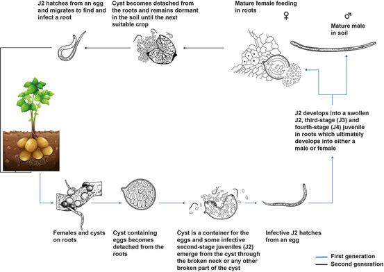 Nematode Pests of Potato and Other Vegetable Crops | SpringerLink