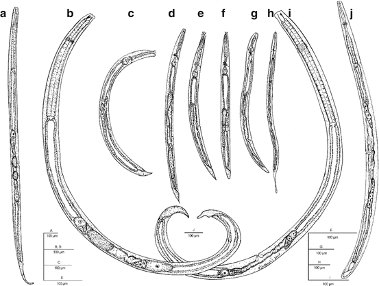 Non-parasitic, Terrestrial and Aquatic Nematodes | SpringerLink