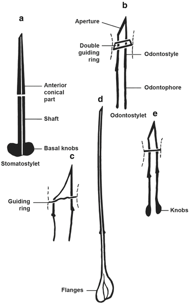 Nematode Morphology and Classification | SpringerLink
