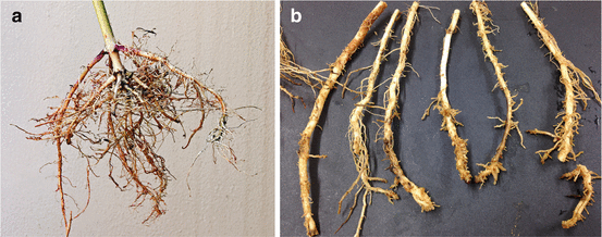 Nematode Pests of Maize and Other Cereal Crops | SpringerLink