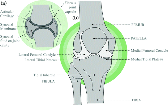 Synovial Knee Joint | SpringerLink