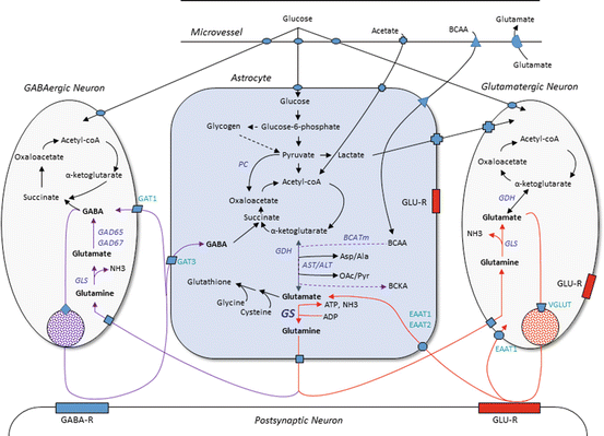 The Glutamate–Glutamine Cycle in Epilepsy | SpringerLink