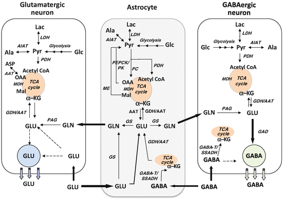 Enzyme Complexes Important for the Glutamate–Glutamine Cycle | SpringerLink