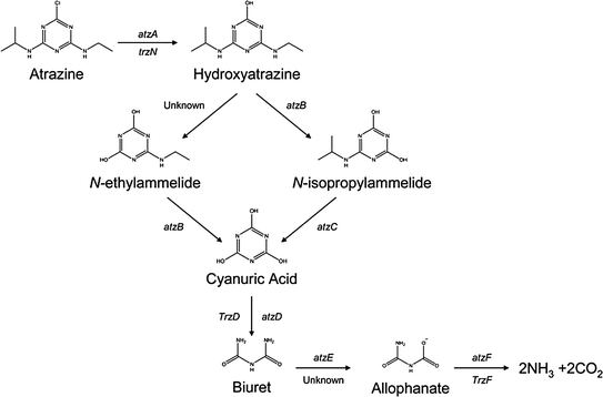 Degradation of Atrazine by Plants and Microbes | SpringerLink