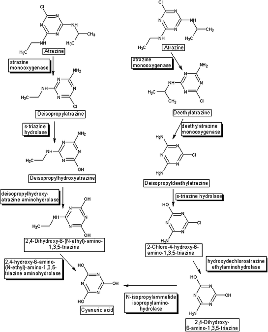 Degradation of Atrazine by Plants and Microbes | SpringerLink