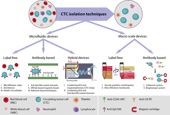 Advancing Techniques and Insights in Circulating Tumor Cell (CTC ...