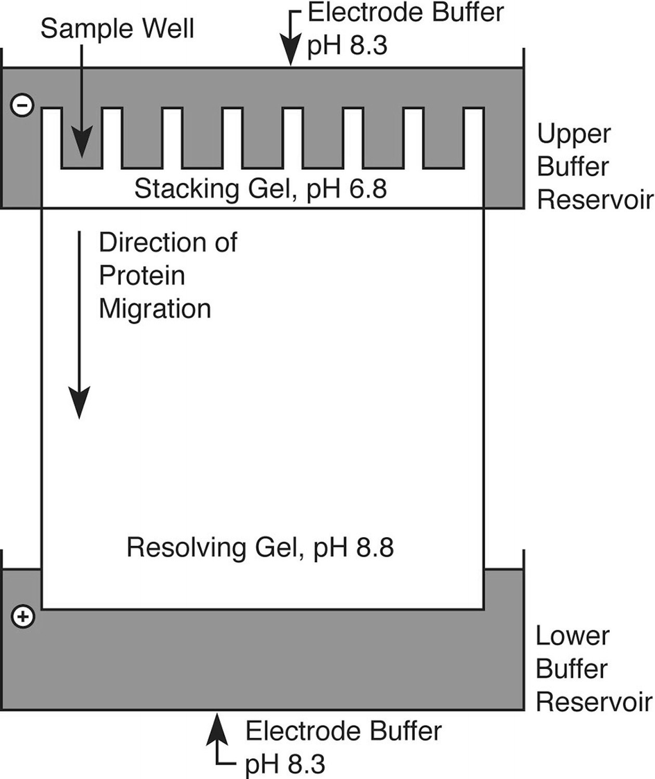 Protein Separation and Characterization Procedures | SpringerLink