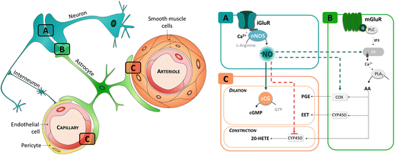 Neurovascular Coupling Mediated by Neuronal Derived-Nitric Oxide ...