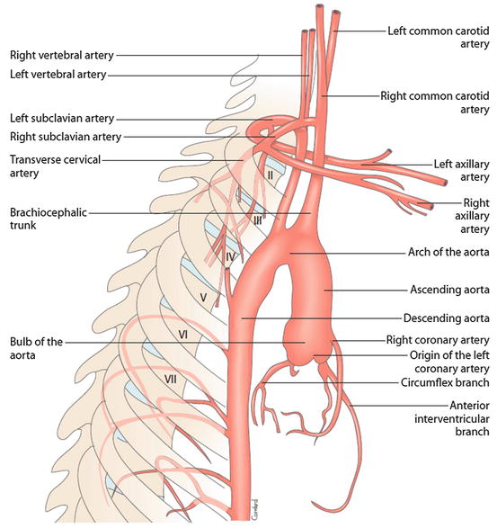 Anatomical Principles of the Circulatory System | SpringerLink