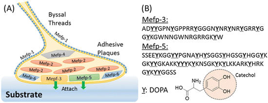 Biomimetic Adhesives and Coatings Based on Mussel Adhesive Proteins ...