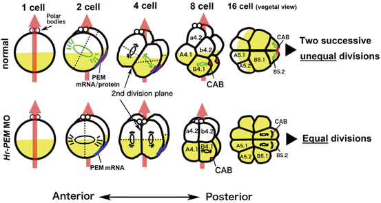 Vertebrate Embryonic Cleavage Pattern Determination | SpringerLink