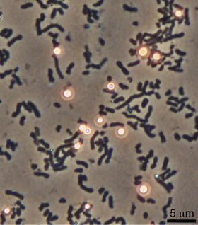 The Chlorobiaceae, Chloroflexaceae, and Heliobacteriaceae | SpringerLink