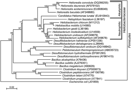 The Chlorobiaceae, Chloroflexaceae, and Heliobacteriaceae | SpringerLink