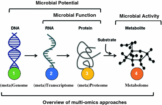 Beyond Metabolomics: A Review of Multi-Omics-Based Approaches | SpringerLink