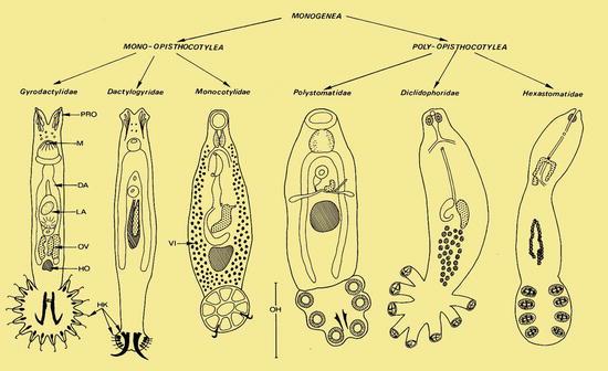 Worms (Helminths) | SpringerLink